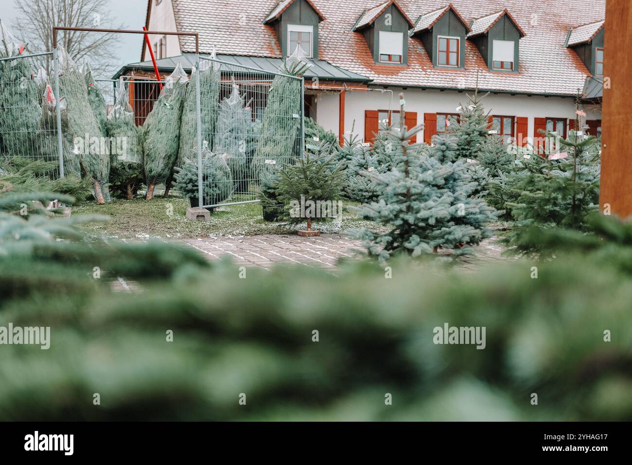 Christmas trees with labels and in nets at a Christmas tree fair ...