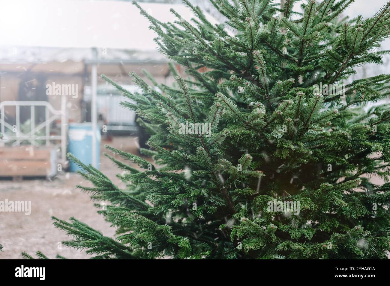 Christmas tree at christmas market background.Buying Christmas tree ...