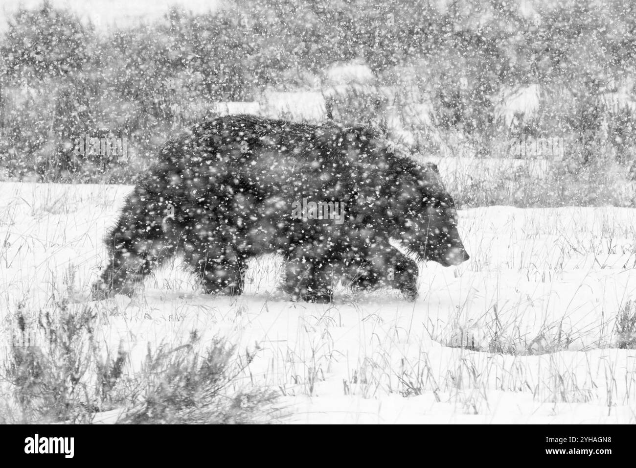 A male grizzly bear walks through Willow Flats during a late winter ...