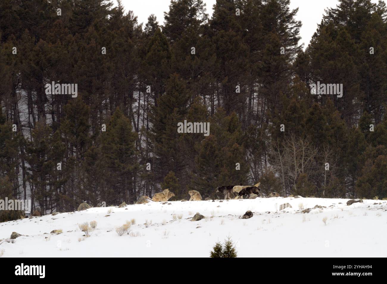 712M, the Canyon Pack alpha male, stands on a ridge with his alpha ...