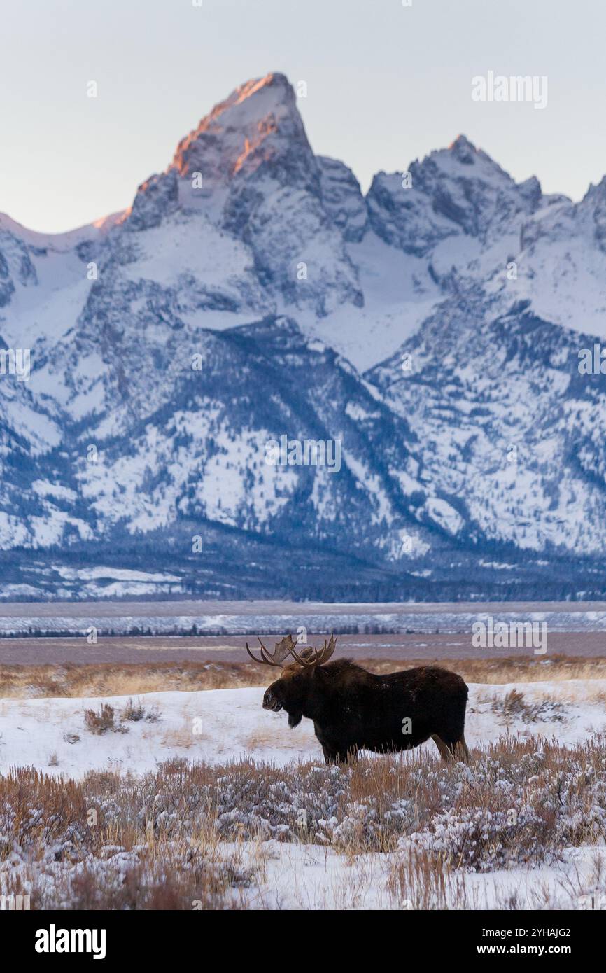 A bull moose stands beneath the Grand Teton in Antelope Flats of Grand ...
