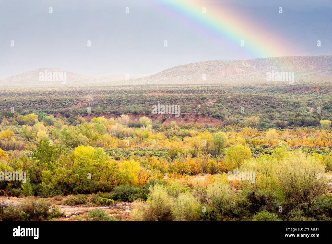 A bright rainbow arching over cottonwood trees covered in fall colors ...