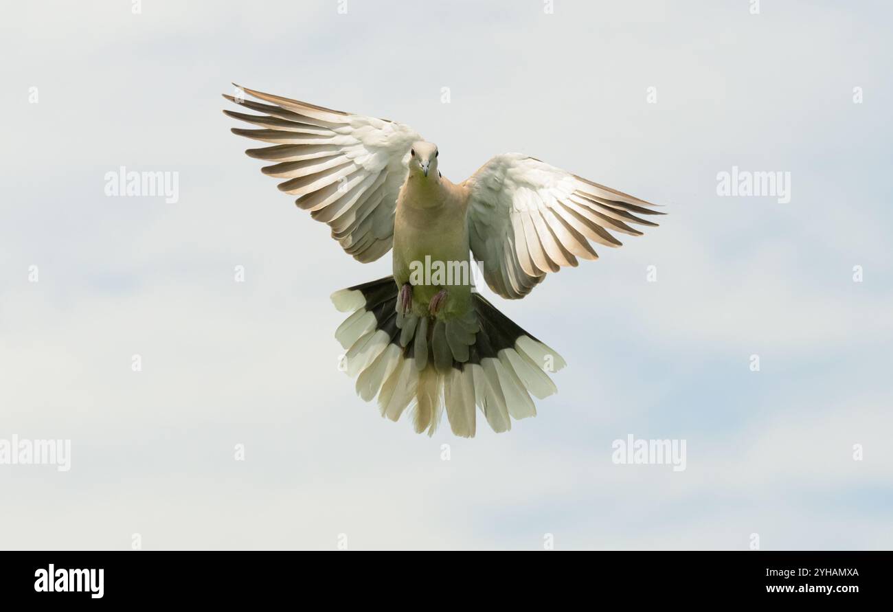 Collared dove flying flight hi-res stock photography and images - Alamy
