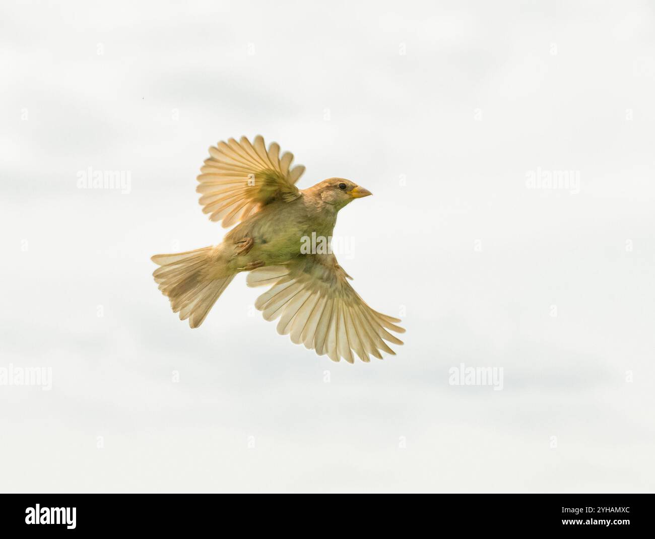 Juvenile House sparrow in flight, with wings open against overcast sky ...