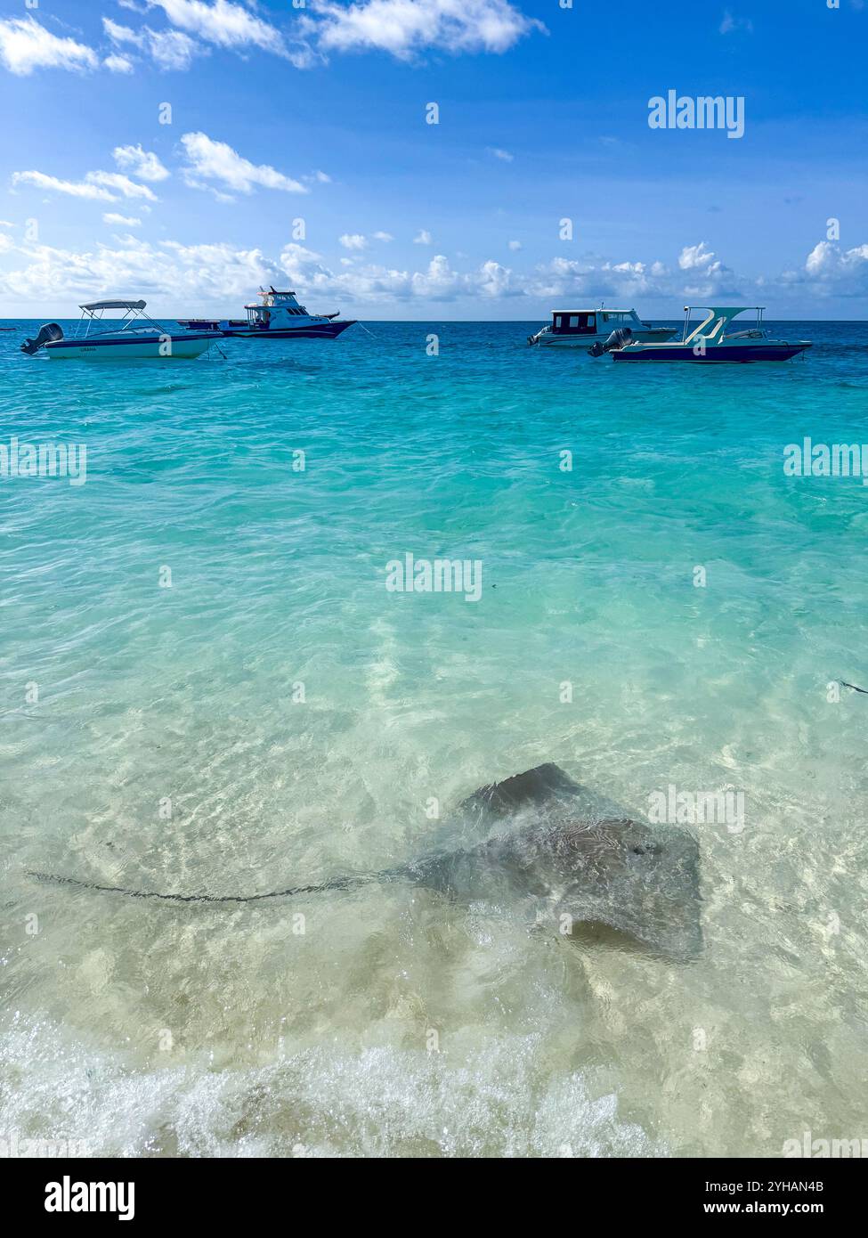View of Stingrays on the beach in Fulidhoo island, Maldives Stock Photo ...