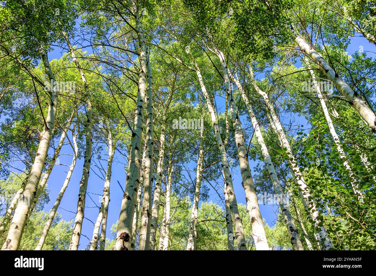 Looking up tall aspen trees hi-res stock photography and images - Alamy