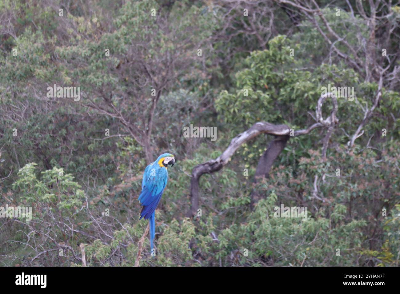 Big blue parrot Hyacinth Macaw, Anodorhynchus hyacinthinus, wild bird ...