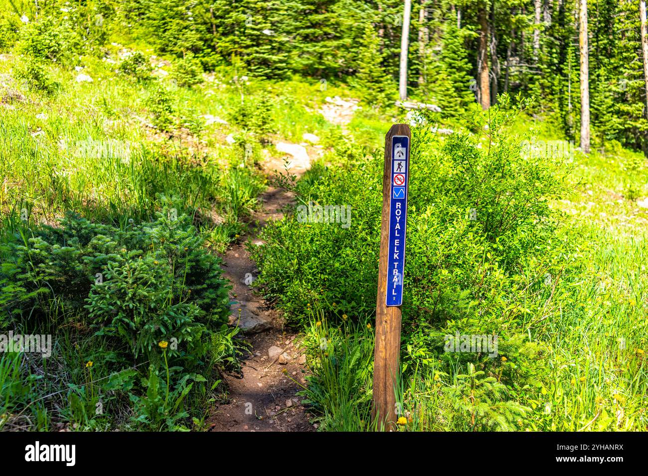 Royal Elk to Beaver lake hiking in Beaver Creek ski resort in Colorado ...