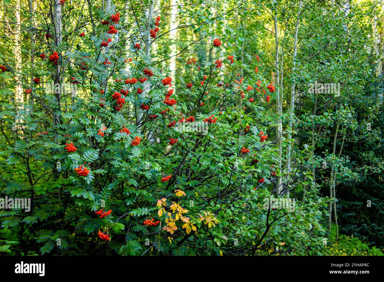 Rowan berry tree with edible red rowanberries growing closeup view of ...