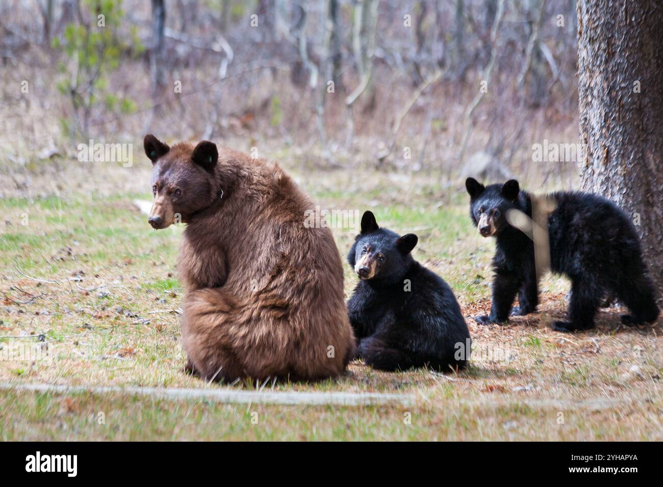 A black bear sow looks back with her two cubs in Grand Teton National ...