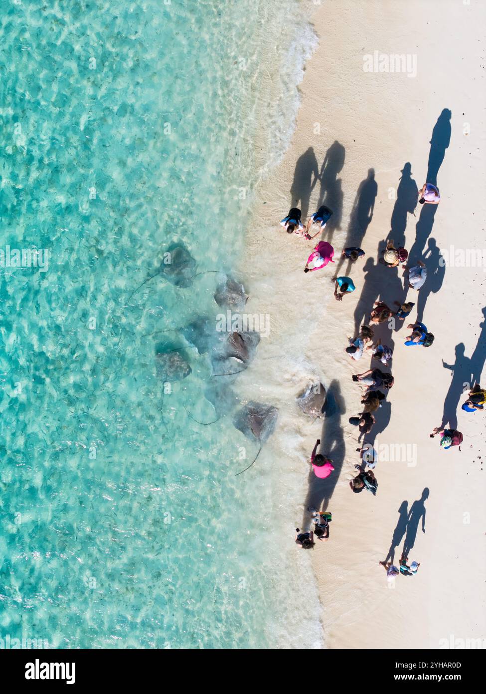 View of Stingrays on the beach in Fulidhoo island, Maldives Stock Photo ...
