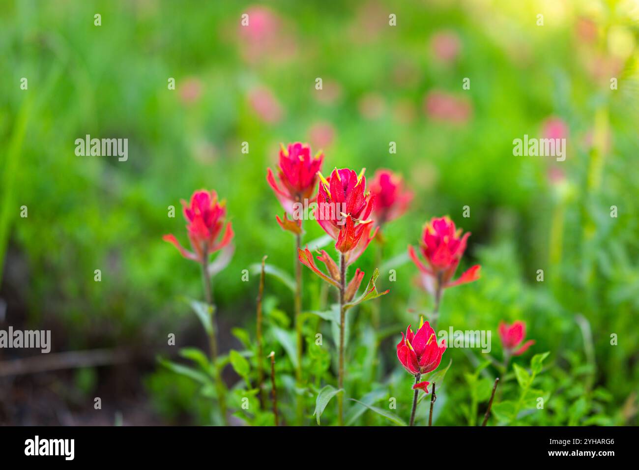 Red crimson paintbrush wildflowers flowers in Colorado macro closeup at ...