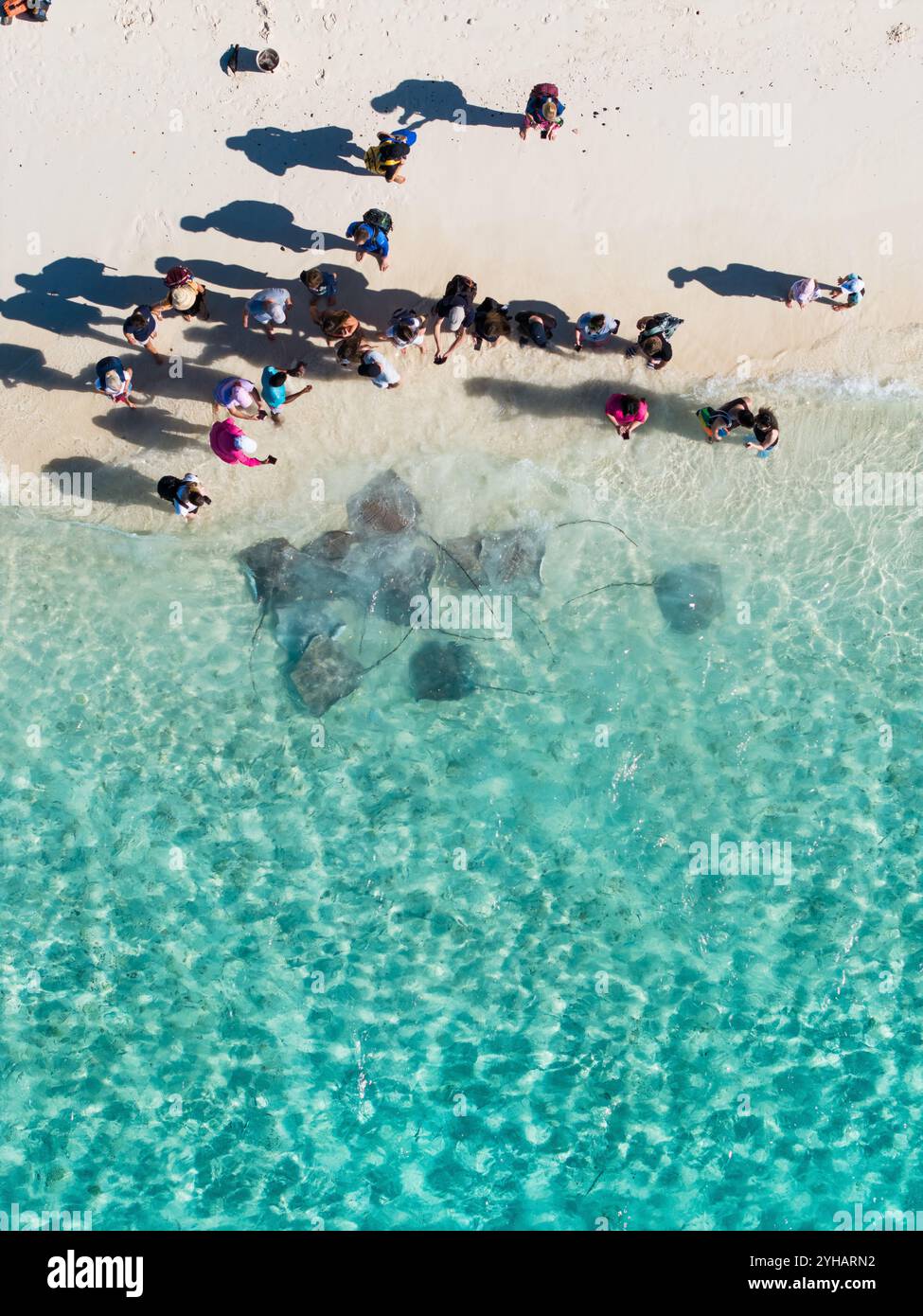 View of Stingrays on the beach in Fulidhoo island, Maldives Stock Photo ...