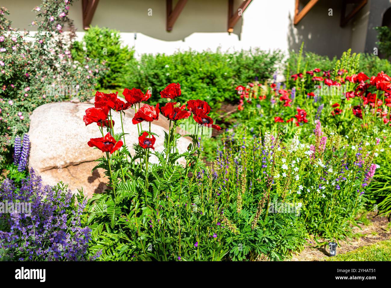 Vail town village city in Colorado summer with beautiful red poppy ...