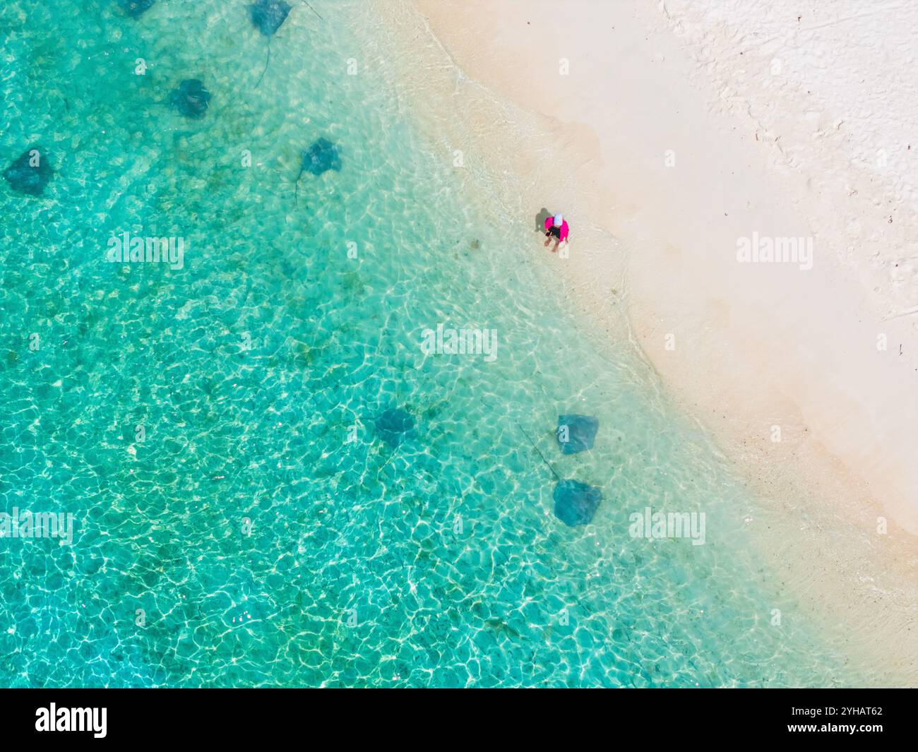 View of Stingrays on the beach in Fulidhoo island, Maldives Stock Photo ...