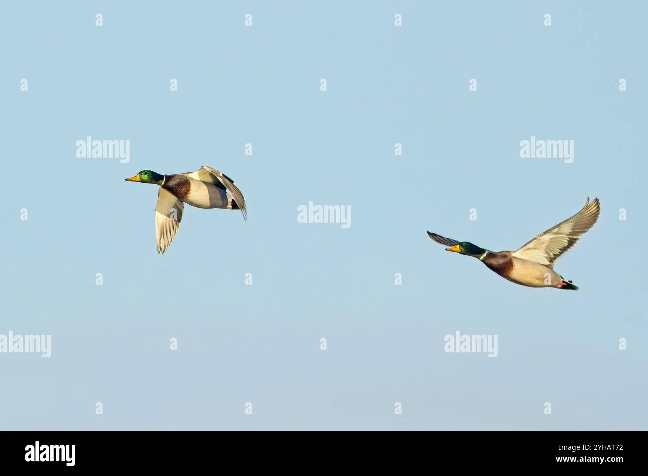 Two male mallard ducks flying together up in the blue sky near Liberty ...