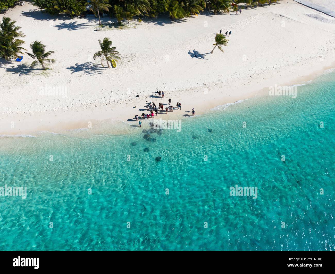 View of Stingrays on the beach in Fulidhoo island, Maldives Stock Photo ...