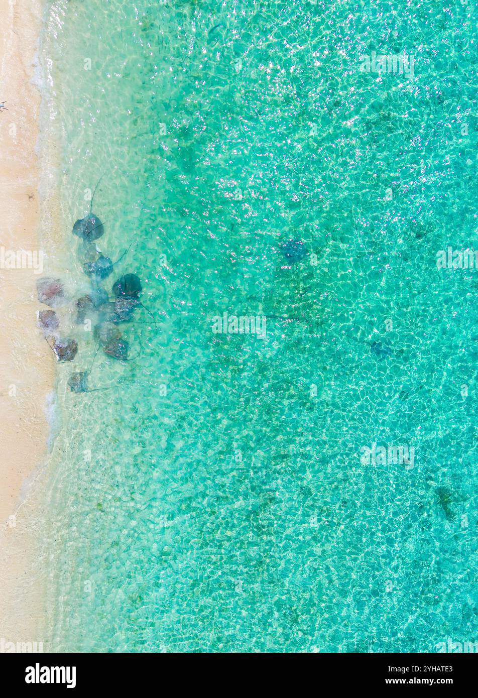 View of Stingrays on the beach in Fulidhoo island, Maldives Stock Photo ...