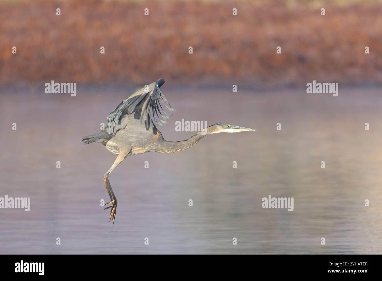 A large great blue heron flies low above a small pond near Liberty Lake ...