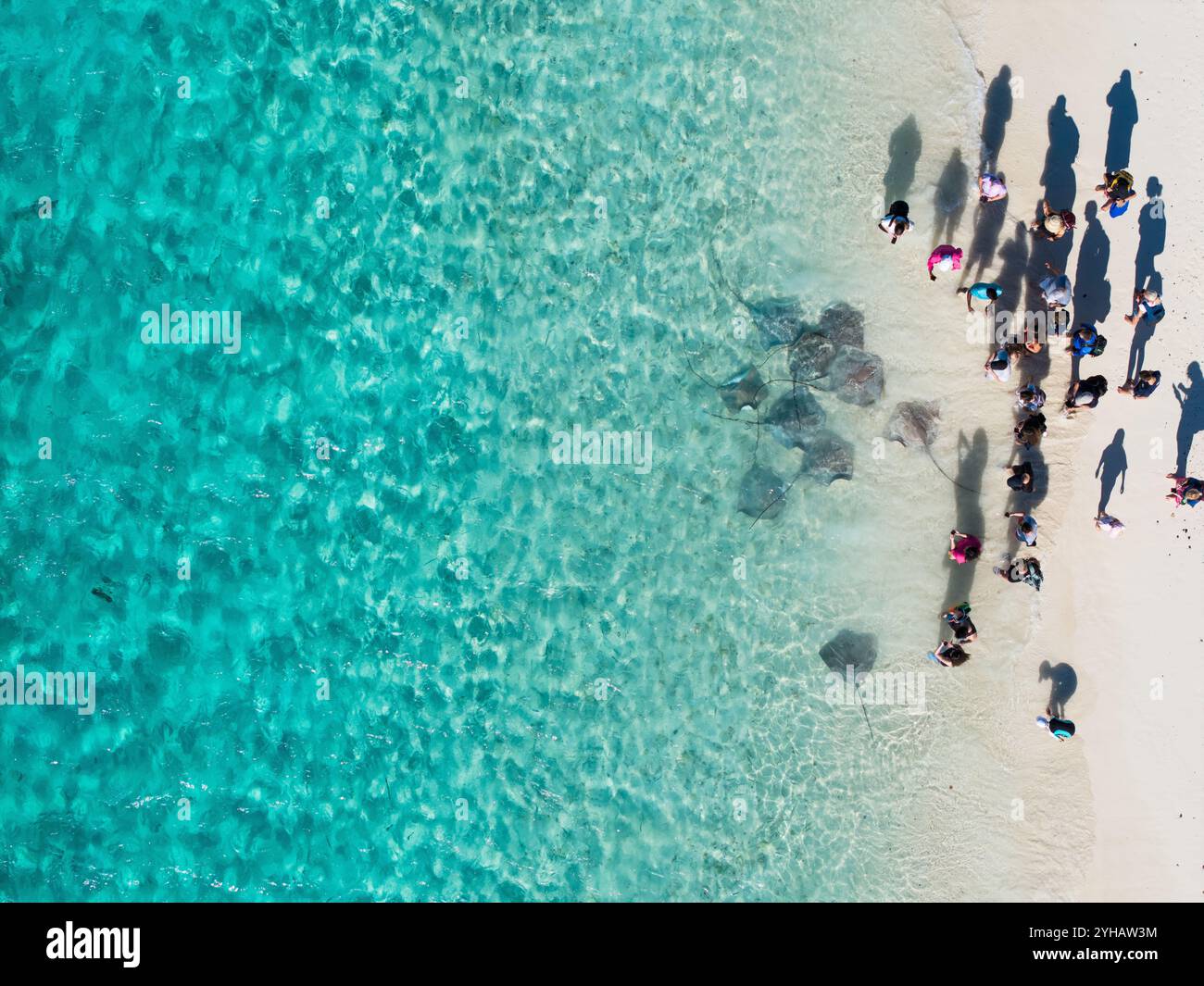 View of Stingrays on the beach in Fulidhoo island, Maldives Stock Photo ...