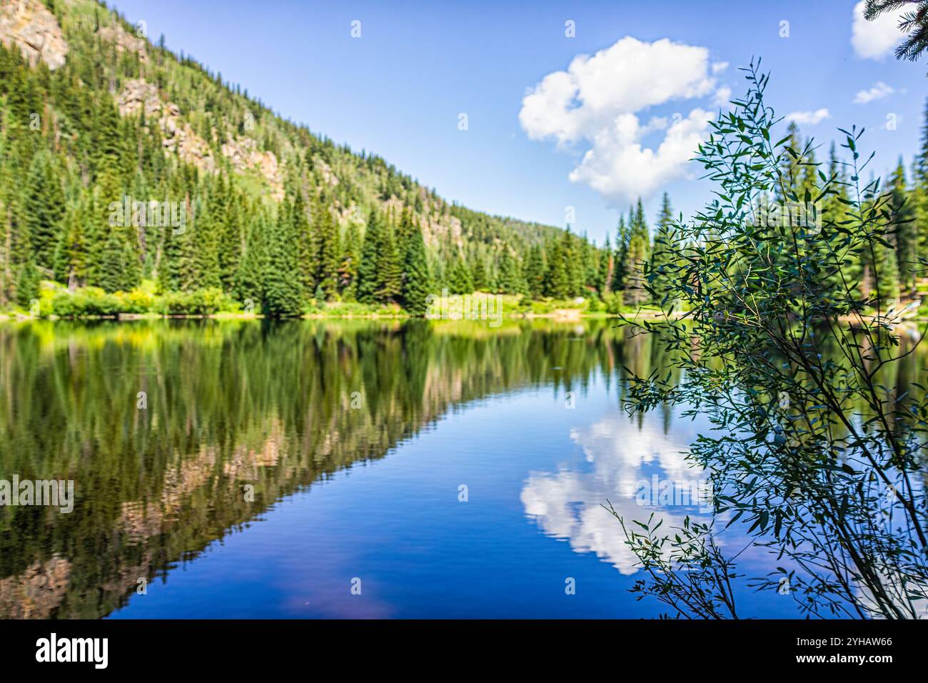 Beaver lake spruce trees from hiking trail in Beaver Creek ski resort ...