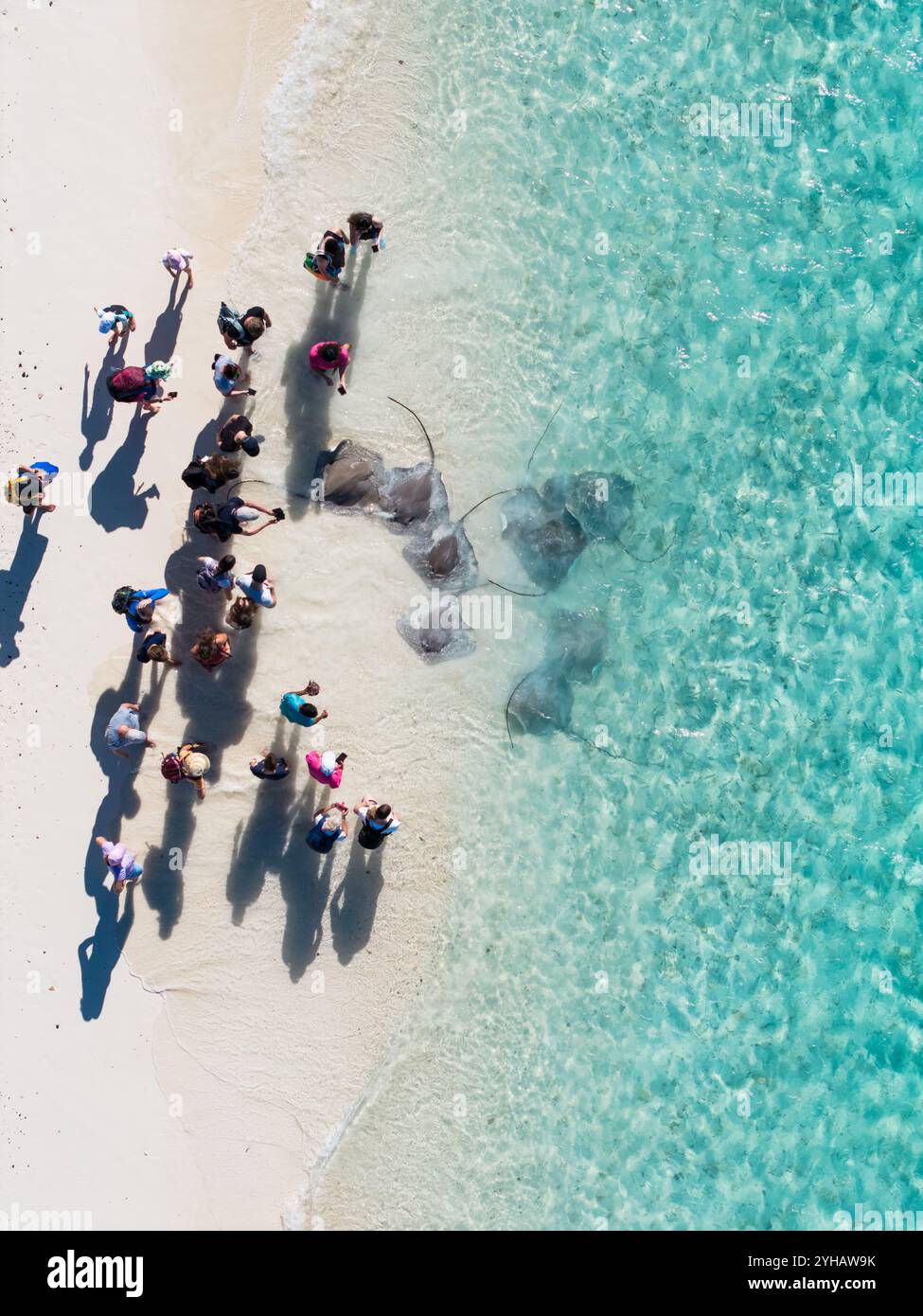 View of Stingrays on the beach in Fulidhoo island, Maldives Stock Photo ...