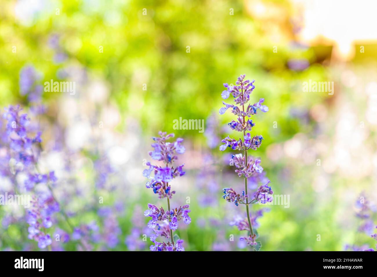 Persian Catmint flowers macro closeup with bokeh shallow depth of field ...