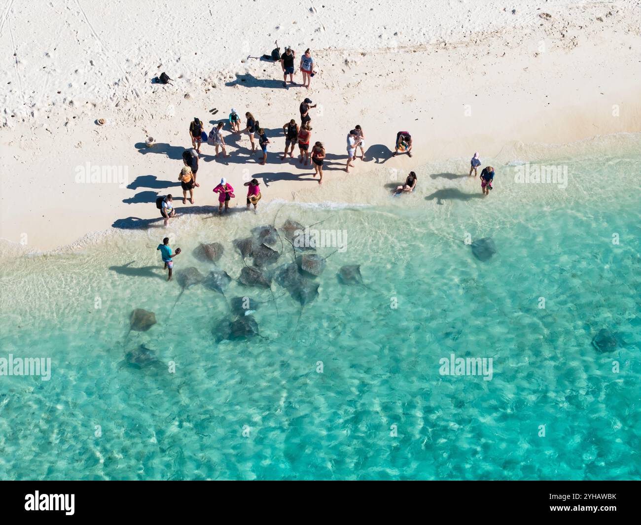 View of Stingrays on the beach in Fulidhoo island, Maldives Stock Photo ...