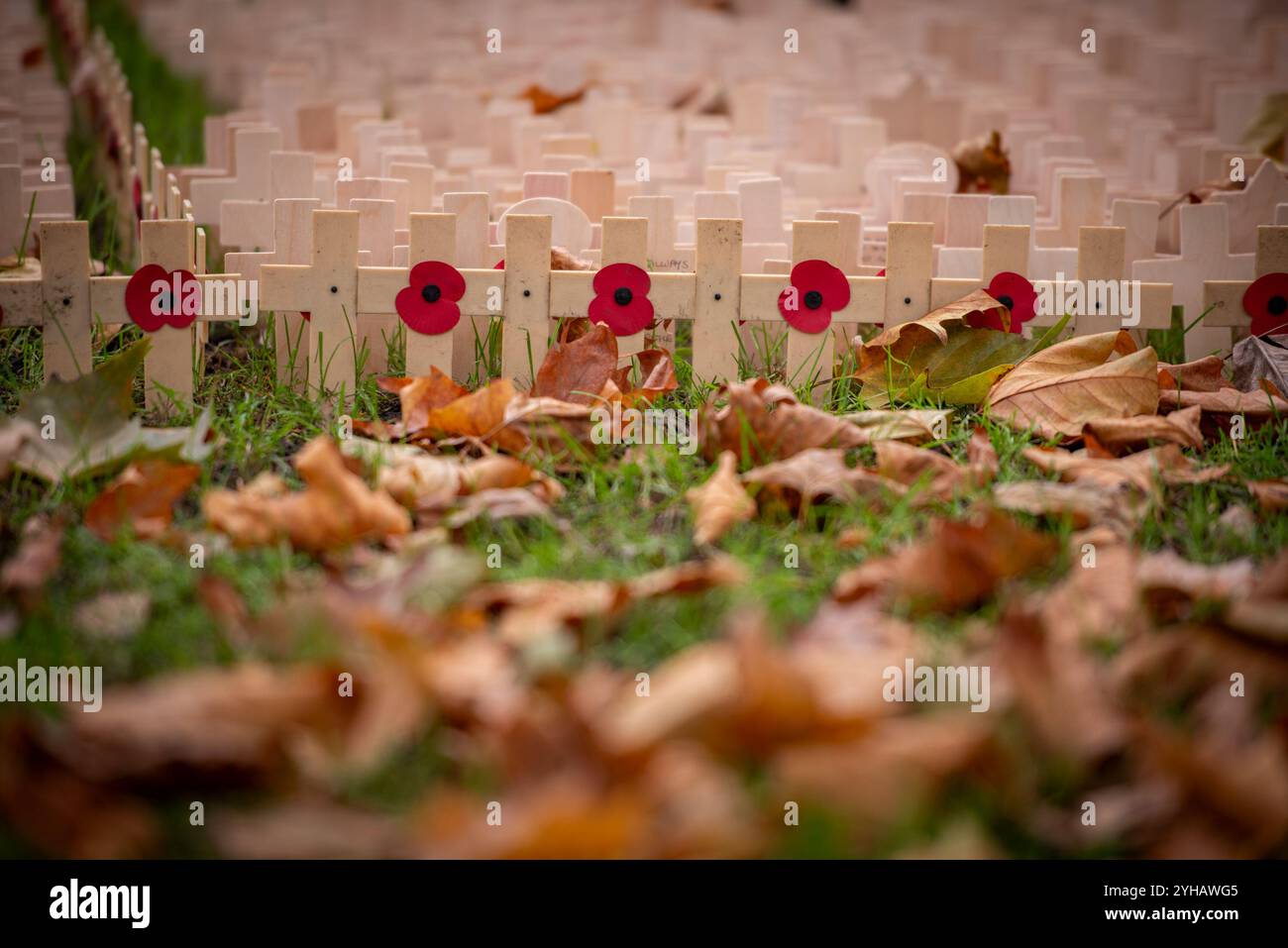 London, UK. 10th Nov, 2024. A memorial with poppies and small crosses and autumnal leaves are ...