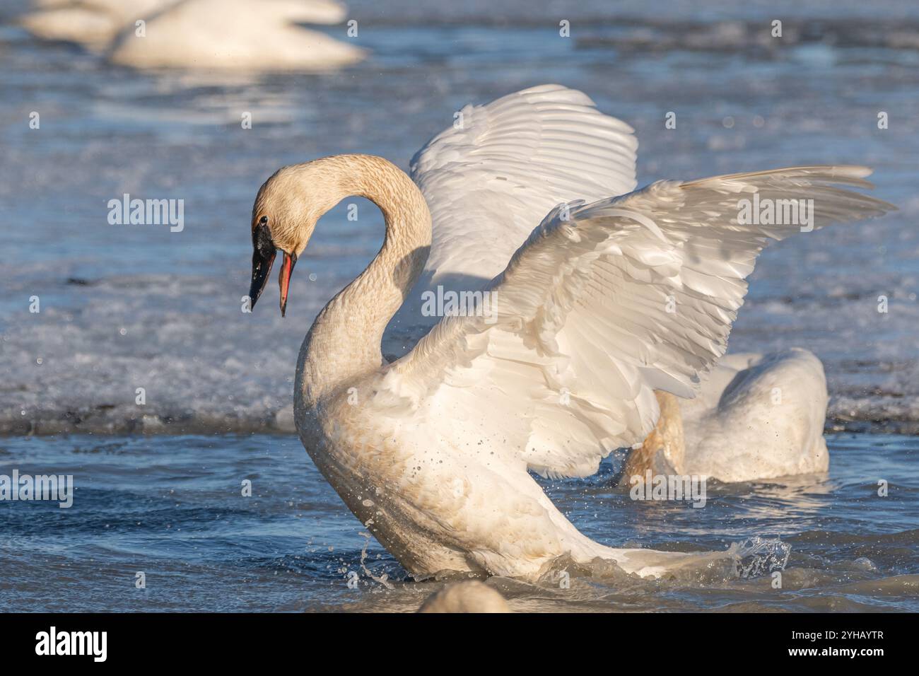 Trumpeter Swans on their annual migration from California to the Bering ...