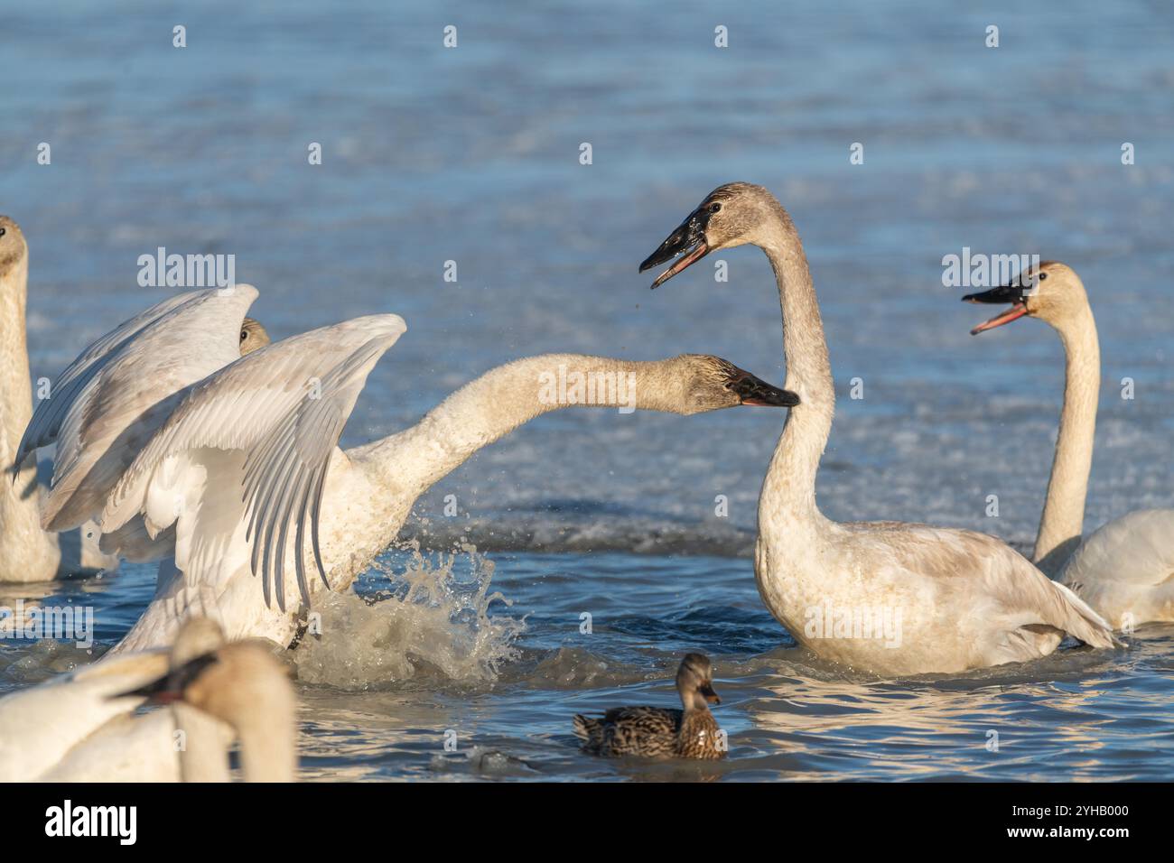 Trumpeter Swans on their annual migration from California to the Bering ...