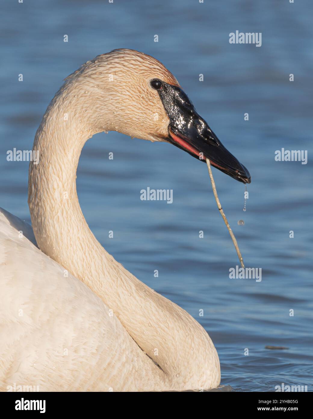 One single, solitary elegant swan swimming in open blue pristine water ...