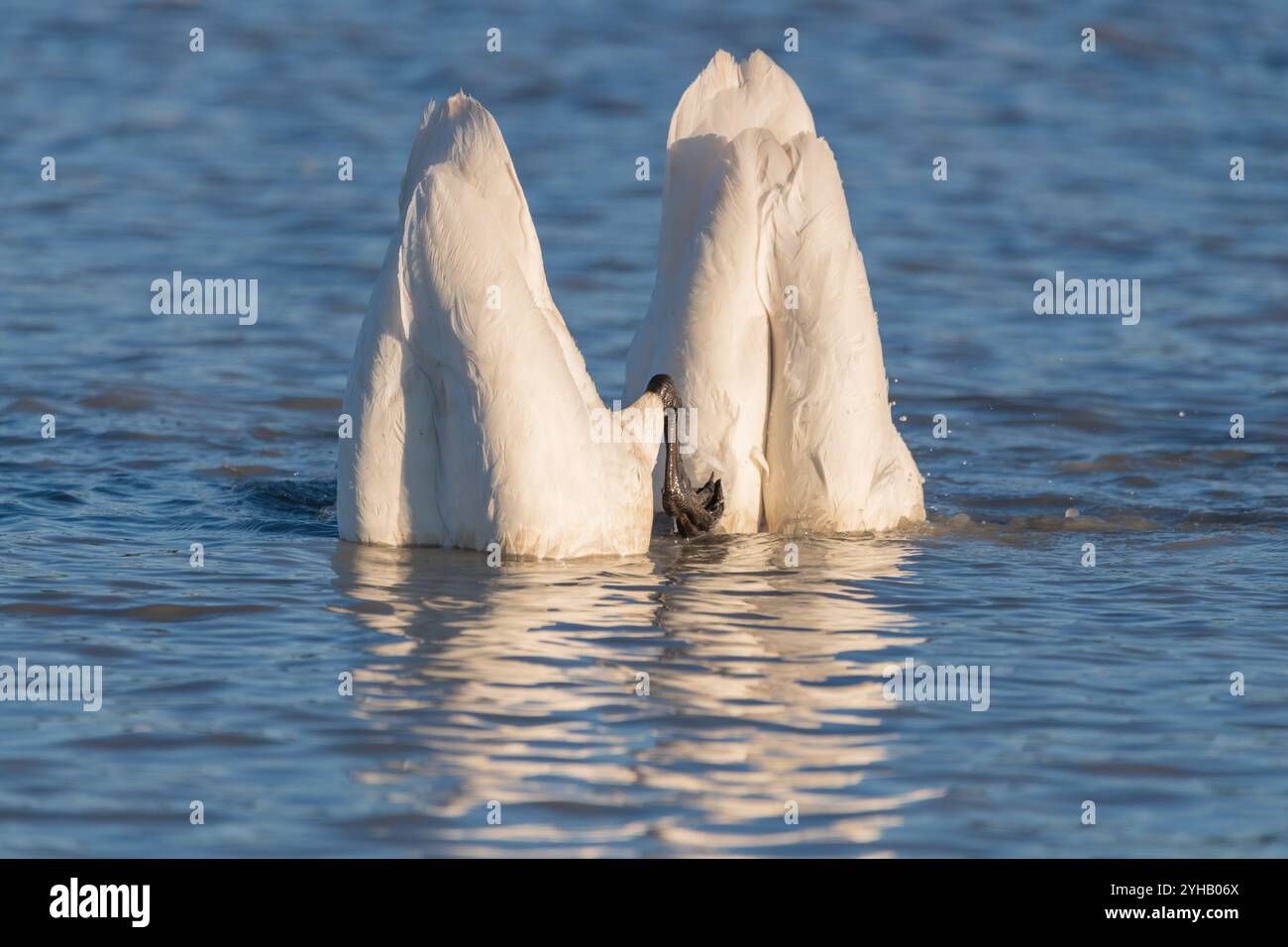 Water butts hi-res stock photography and images - Alamy
