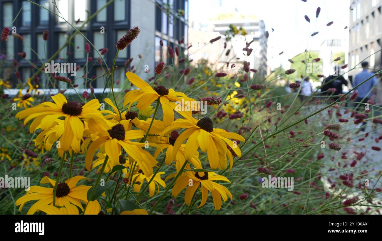 New York City High Line elevated greenway, Manhattan Midtown, USA ...