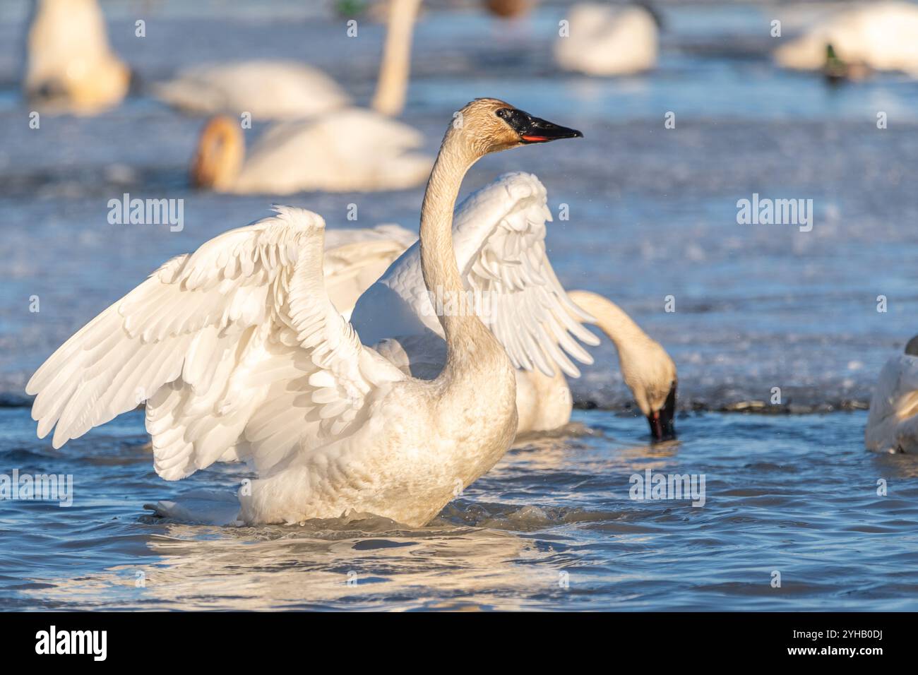 One arctic tundra trumpeter swan with wings spread out by its side ...