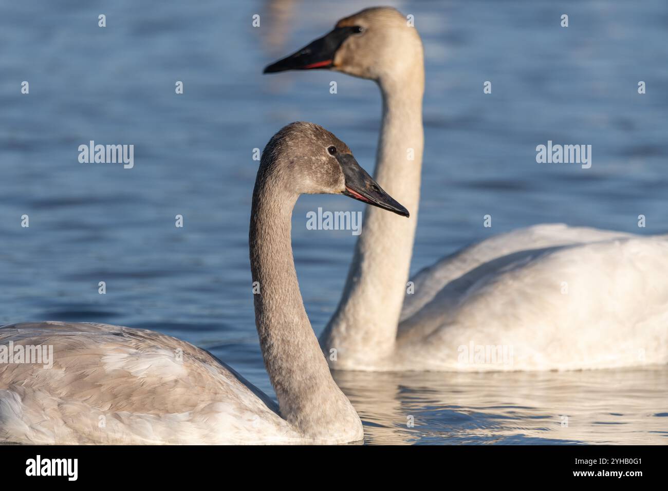 Arctic tundra trumpeter swans during migration to the Bering Sea ...