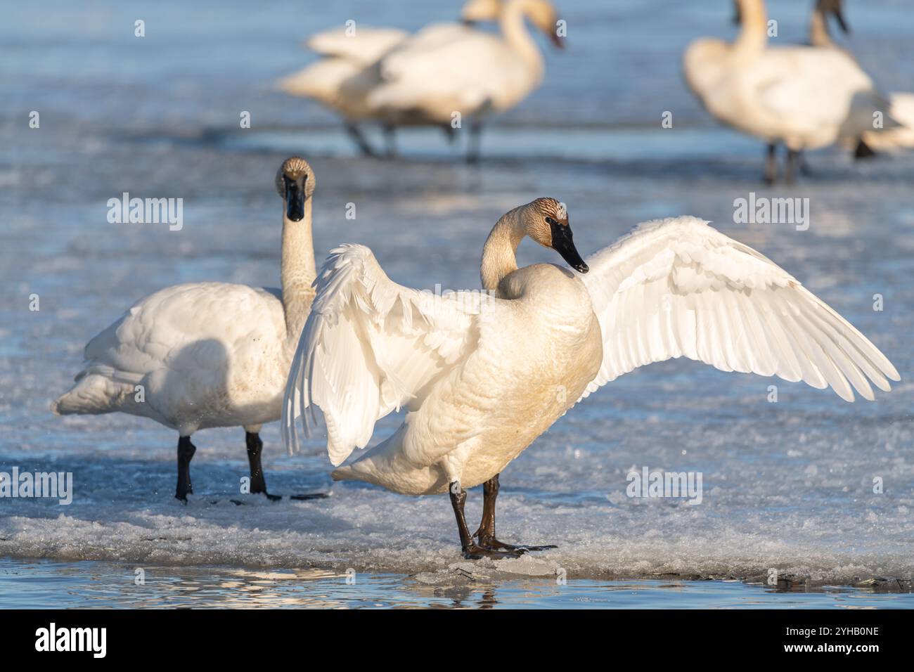 One arctic tundra trumpeter swan with wings spread out by its side ...