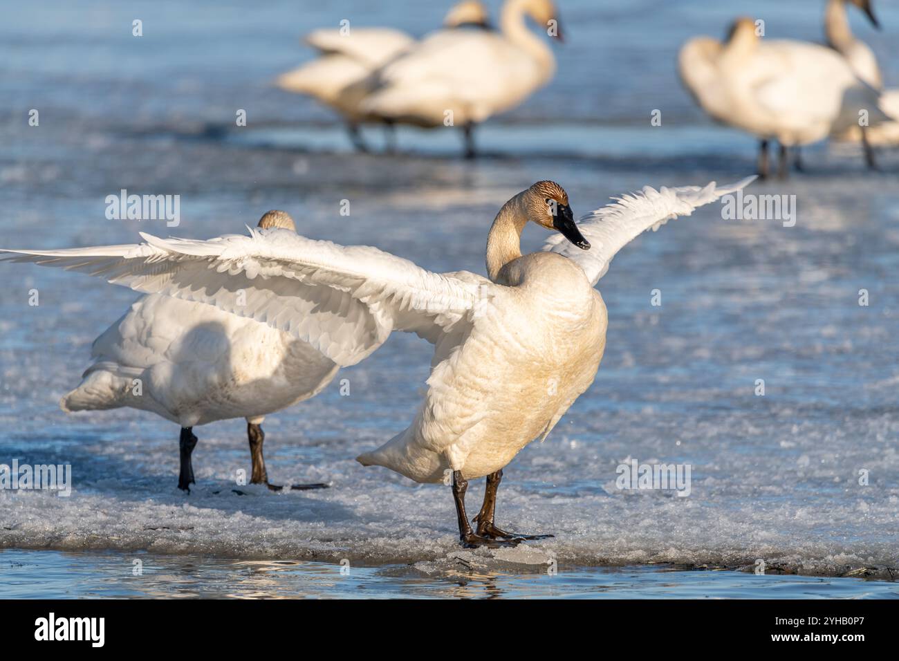One arctic tundra trumpeter swan with wings spread out by its side ...