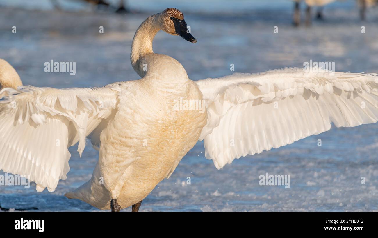 One arctic tundra trumpeter swan with wings spread out by its side ...