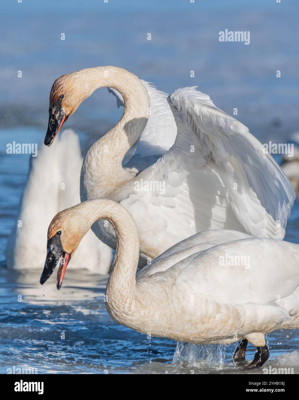 Elegant swans swimming in a frozen lake, open water of river in ...