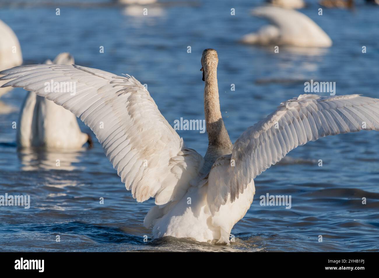Wild arctic tundra trumpeter swan in open water with wings open ...
