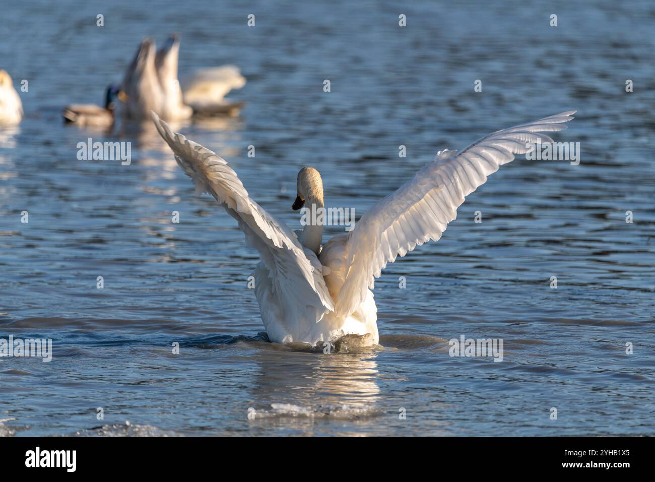Arctic swans flapping wings, moving in open, outdoor natural area of ...