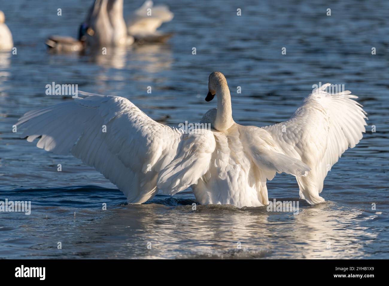 Arctic swans flapping wings, moving in open, outdoor natural area of ...