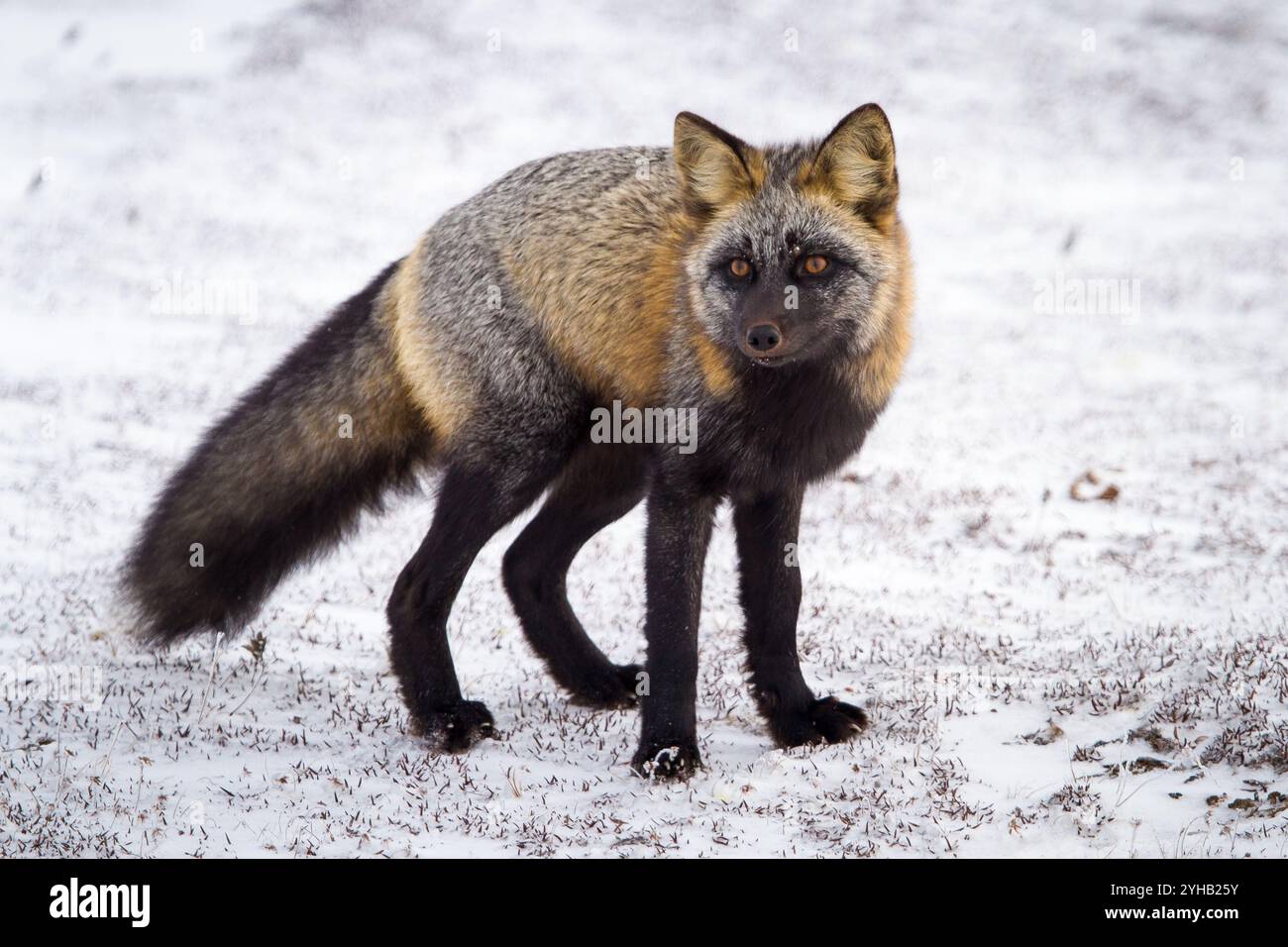 Cross fox stands hi-res stock photography and images - Alamy