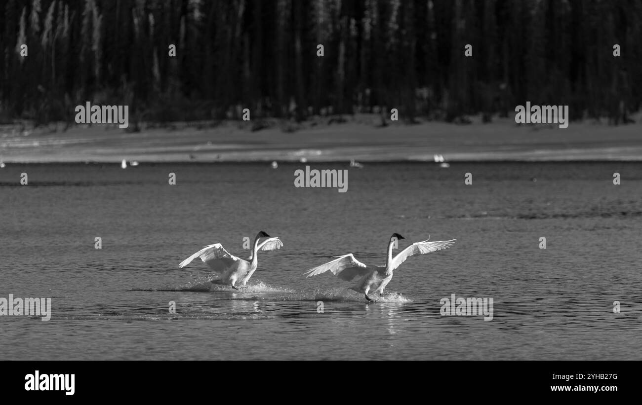 Lake in forest during Black and White Stock Photos & Images - Alamy