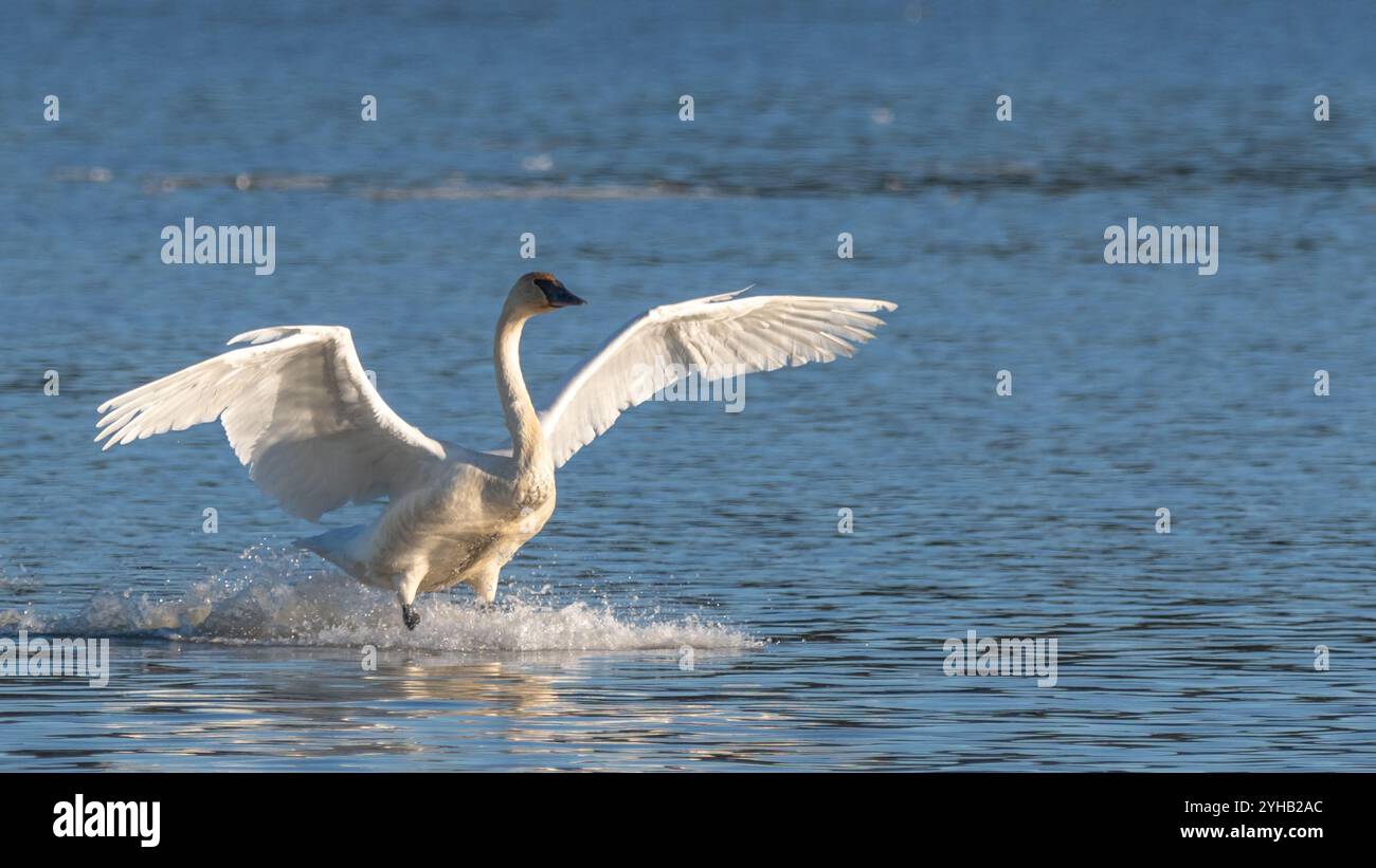 Arctic swans flapping wings, moving in open, outdoor natural area of ...
