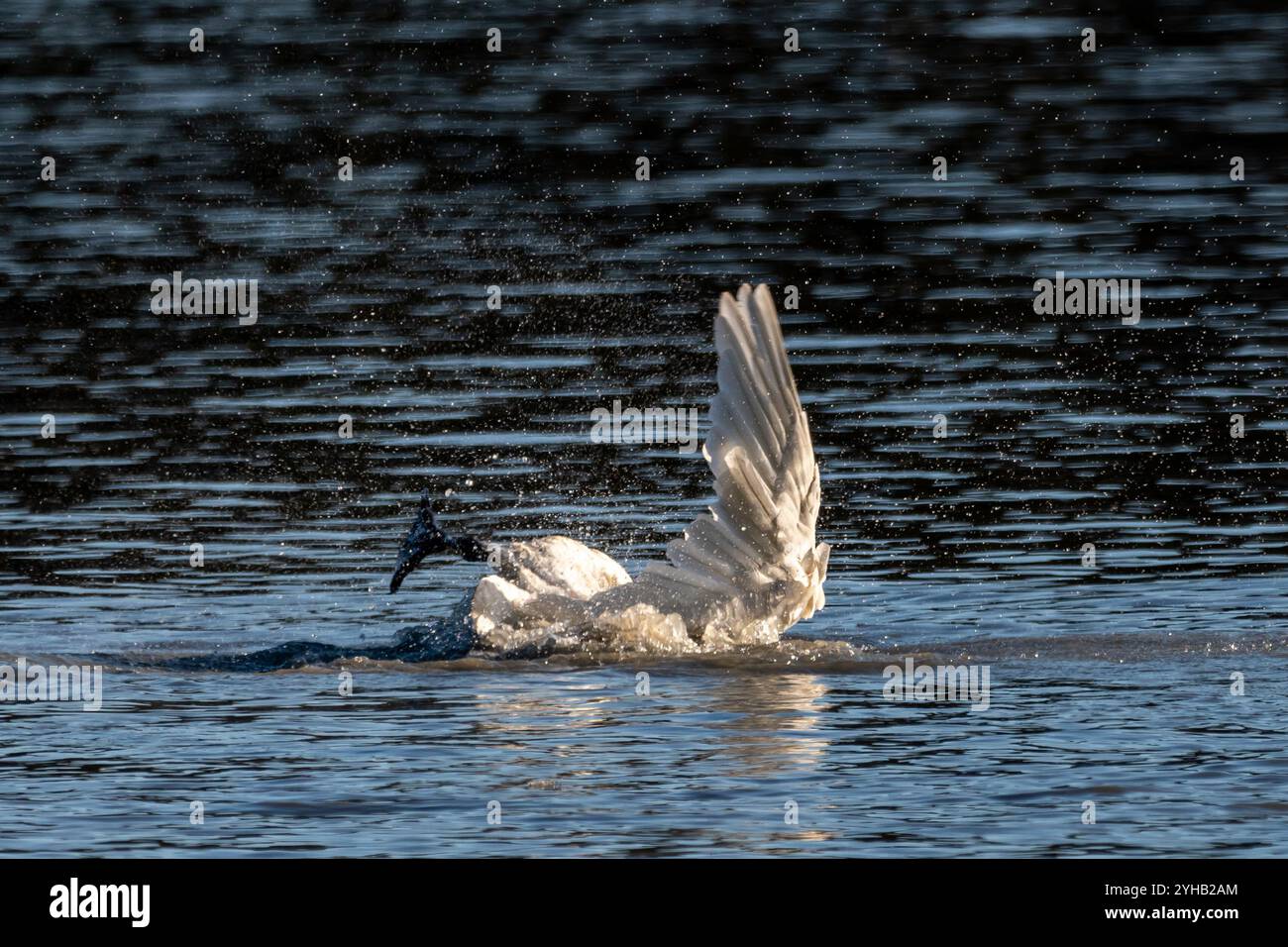Arctic swans flapping wings, moving in open, outdoor natural area of ...