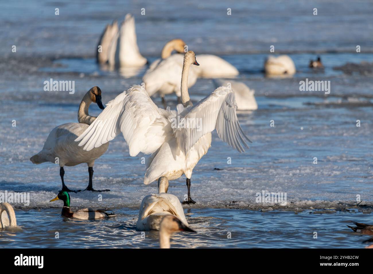 Small flock of white swans congregating on a partially frozen river ...
