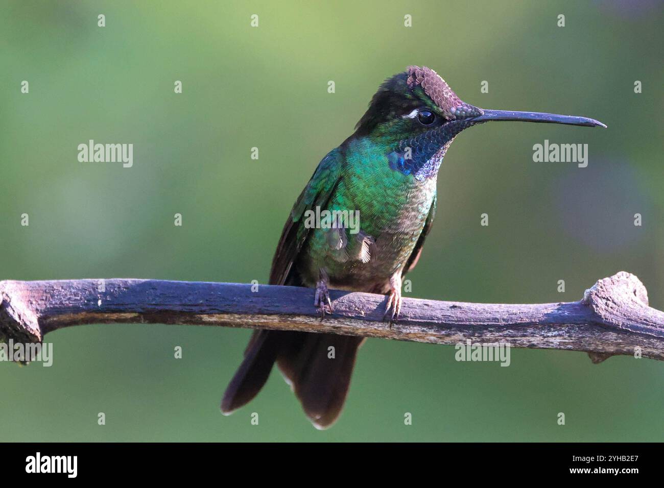 Discover the Enchanting Talamanca Hummingbird: Nature's Jewel in Flight ...