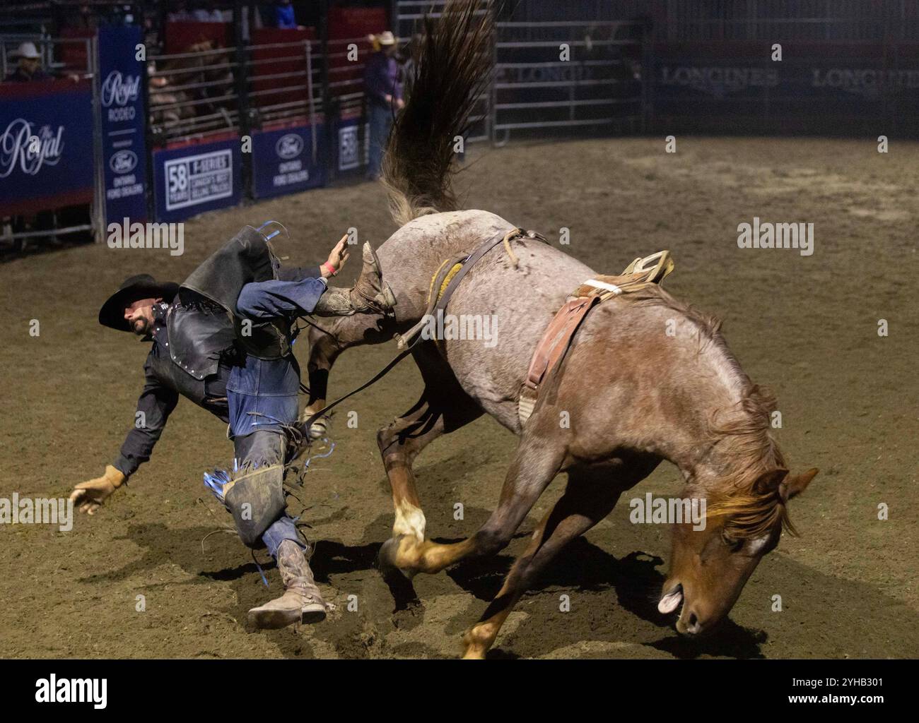 Toronto, Canada. 10th Nov, 2024. Cowboy Trevor Van Alstine falls from ...
